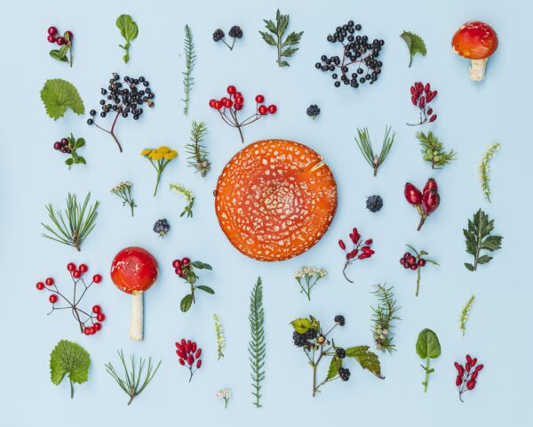 Angervaksa akadeemia – Metsapoole Maitsed